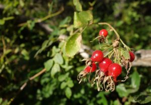 What happened while the tree grew? – Big Old Tree On Skyline