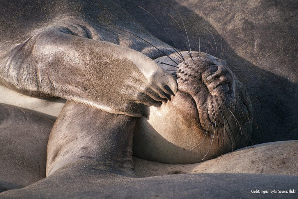 What grows near the tree? – Big Old Tree On Skyline